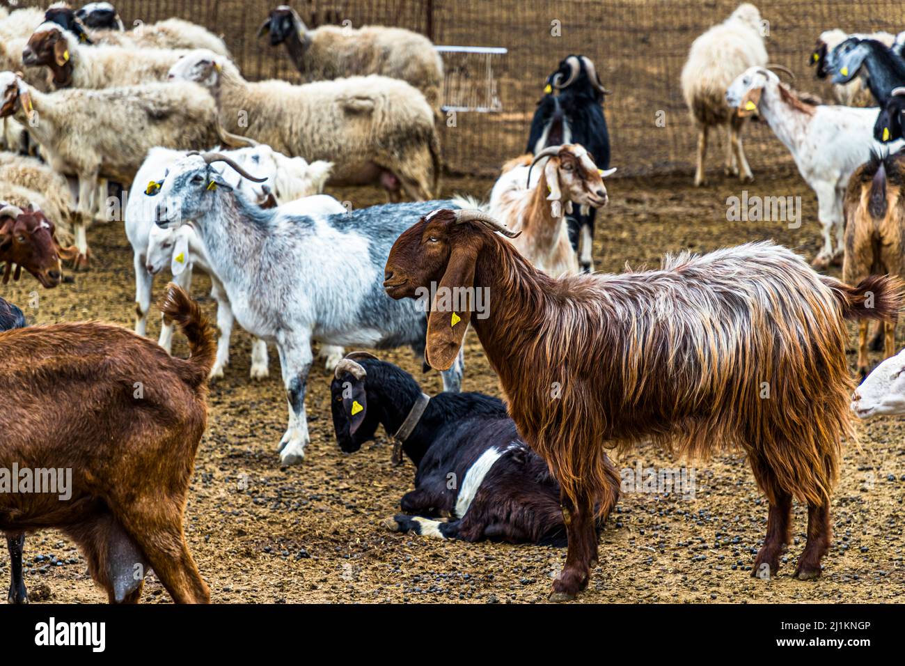 The Aleppo goat has prominent long ears. In northern Cyprus it is kept ...