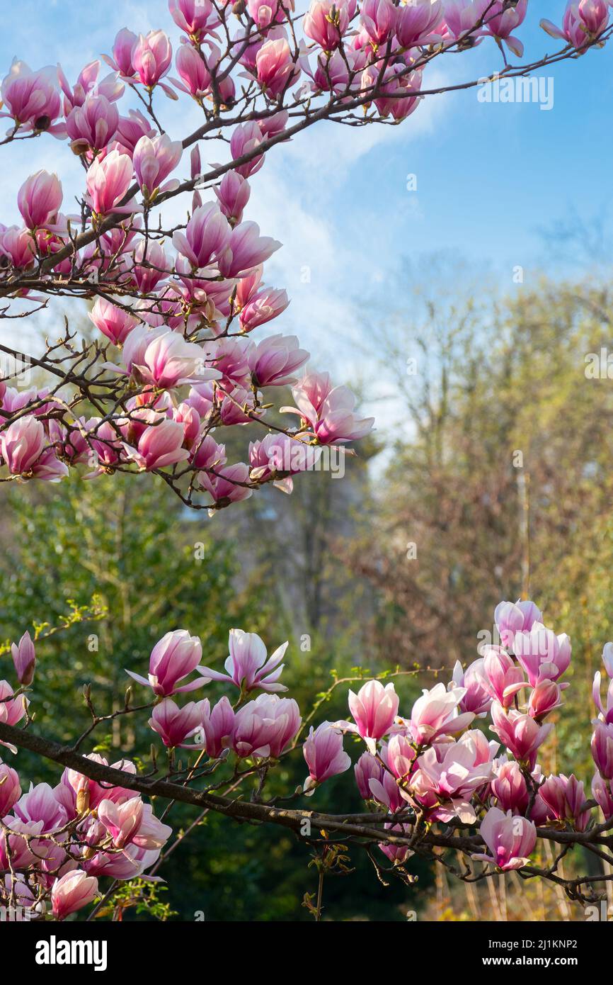 Magnolia tree in summer magnolia hi-res stock photography and images ...