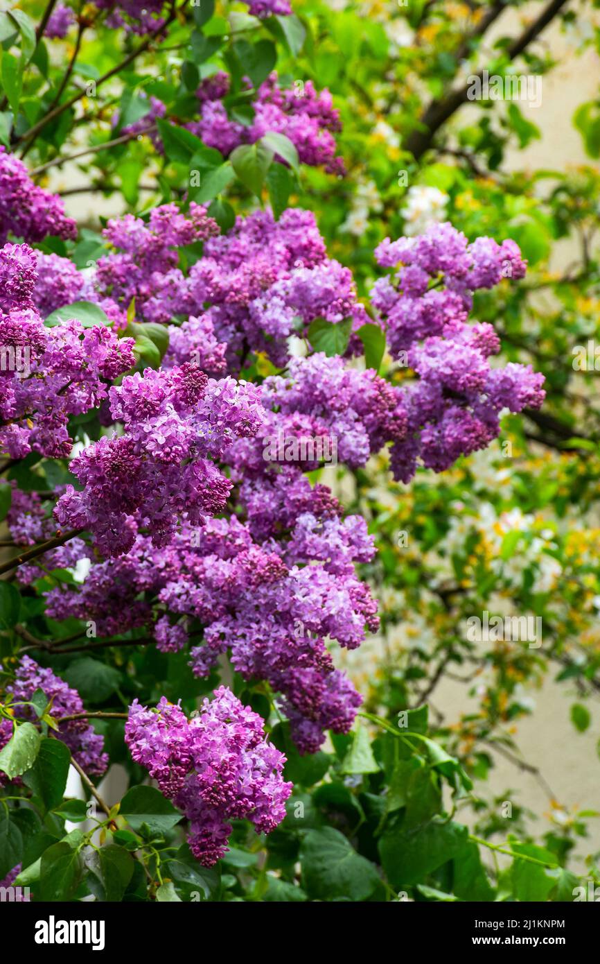 syringa bush in blossom. beautiful botanical green nature background in ...