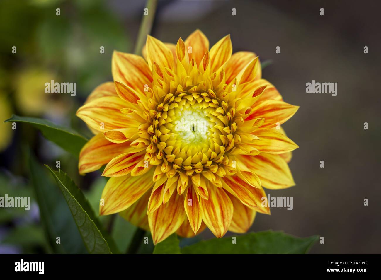 A shallow focus shot of a sunflower Stock Photo - Alamy