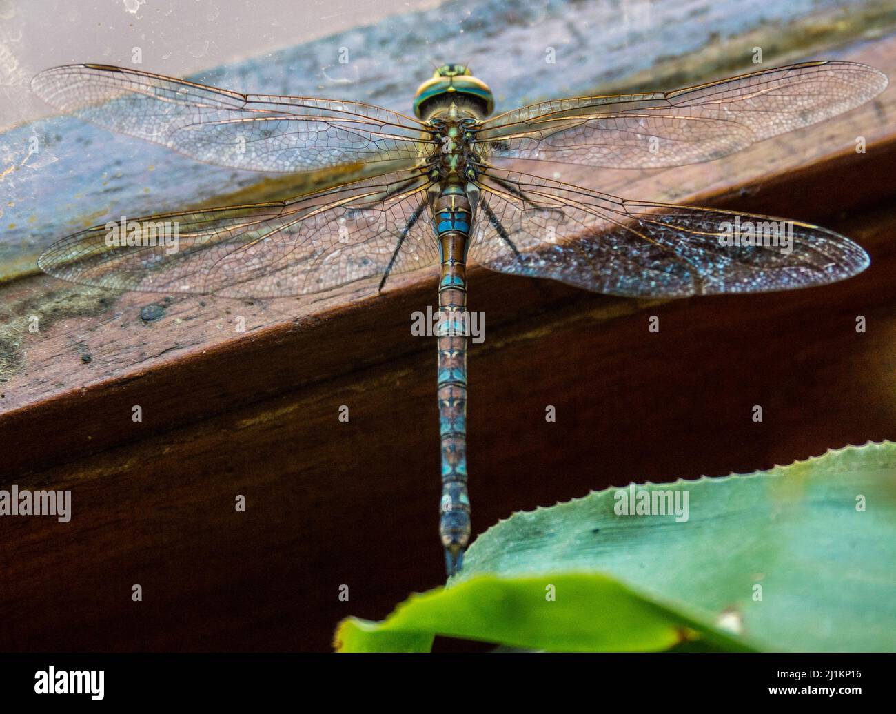 Australian emperor dragonfly hi-res stock photography and images - Alamy