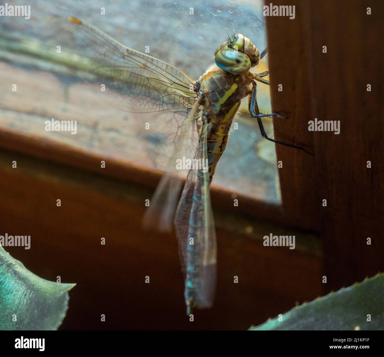 Australian emperor dragonfly hi-res stock photography and images - Alamy