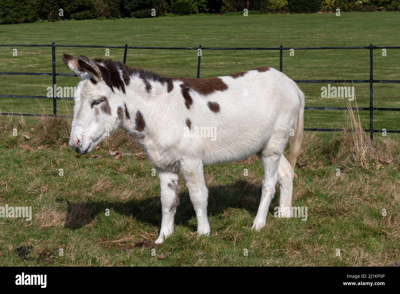 Brown and white donkey in a field, broken coloured donkey Stock Photo ...