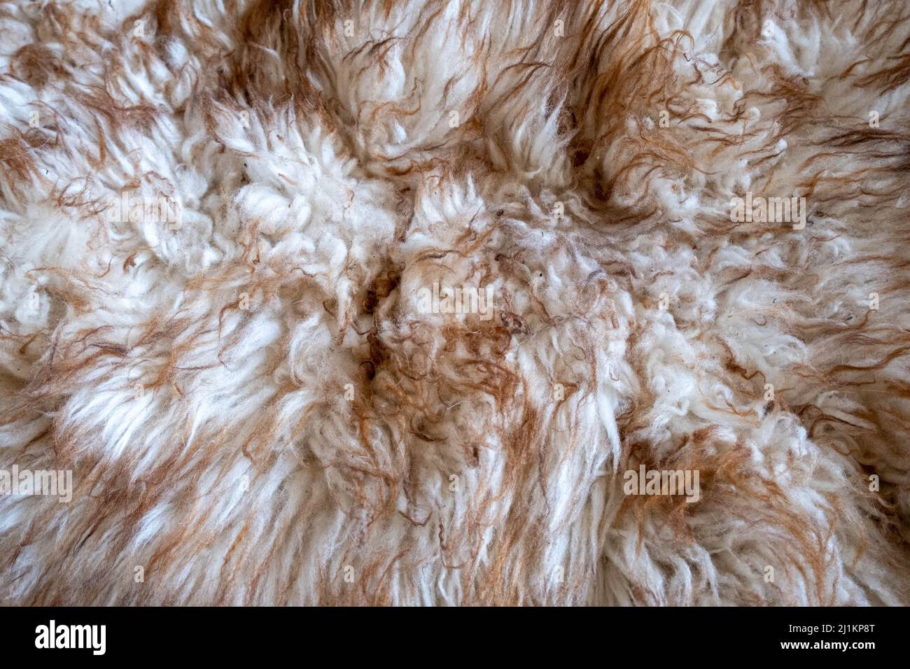Soft brown sheep fur textured in pastel color for background Stock ...