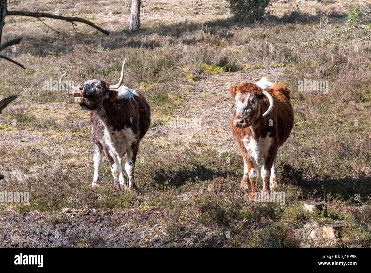 Old English longhorn cattle grazing heathland habitat at Blackmoor ...