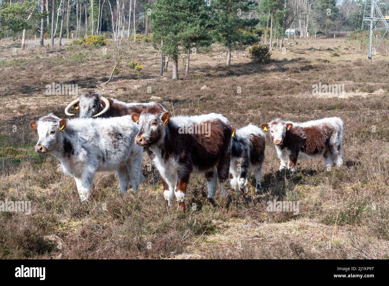 English longhorn cattle hi-res stock photography and images - Alamy