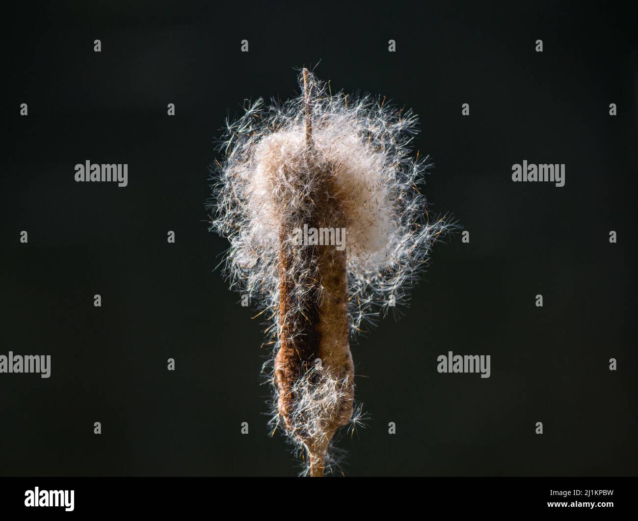 Cat o nine tails hi-res stock photography and images - Alamy