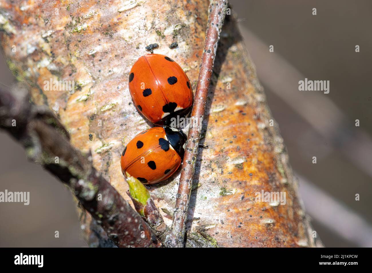 Ladybugs together hi-res stock photography and images - Alamy