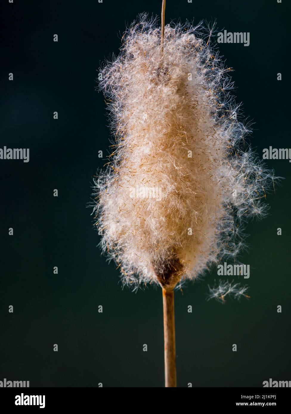 Close up of bulrush, cattail or cat-o-nine-tails seedhead (Typha ...