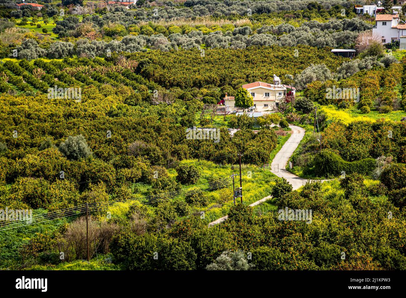 Farm in the middle of citrus plantations in Gemikonağı, Turkish ...