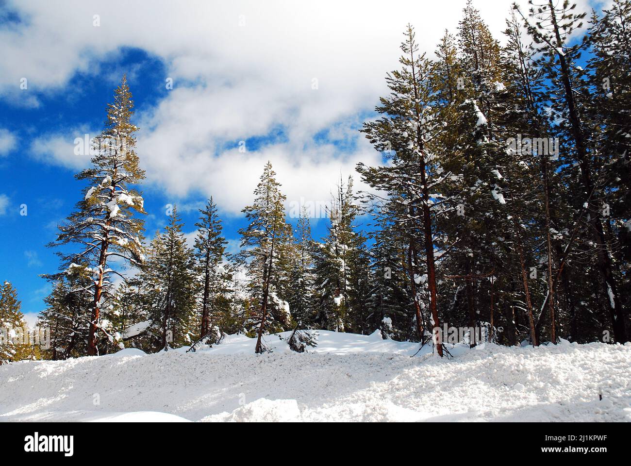 Pines and redwoods still hold their snow following a storm in the ...