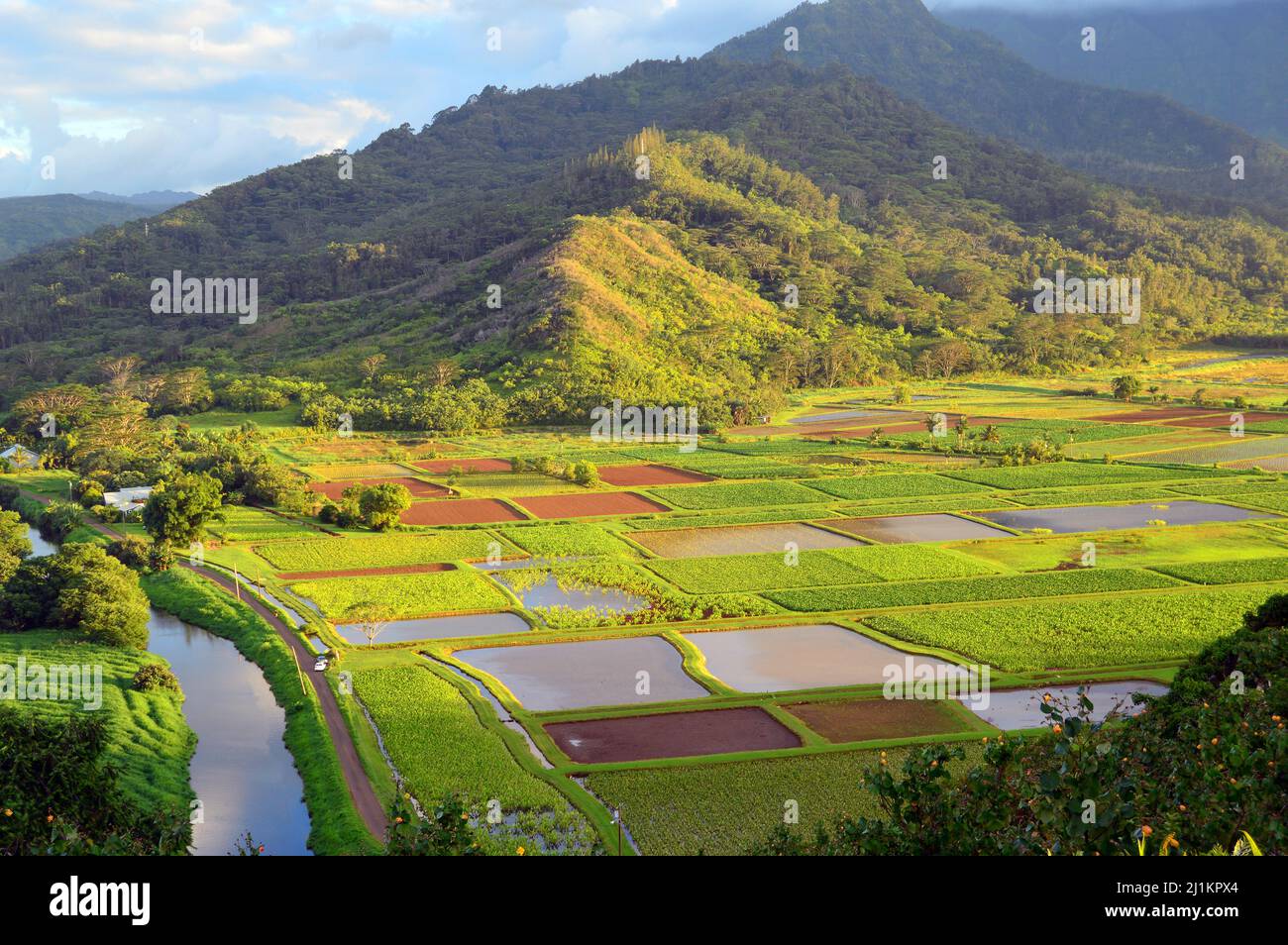 Taro fields in hanalei kauai hi-res stock photography and images - Alamy