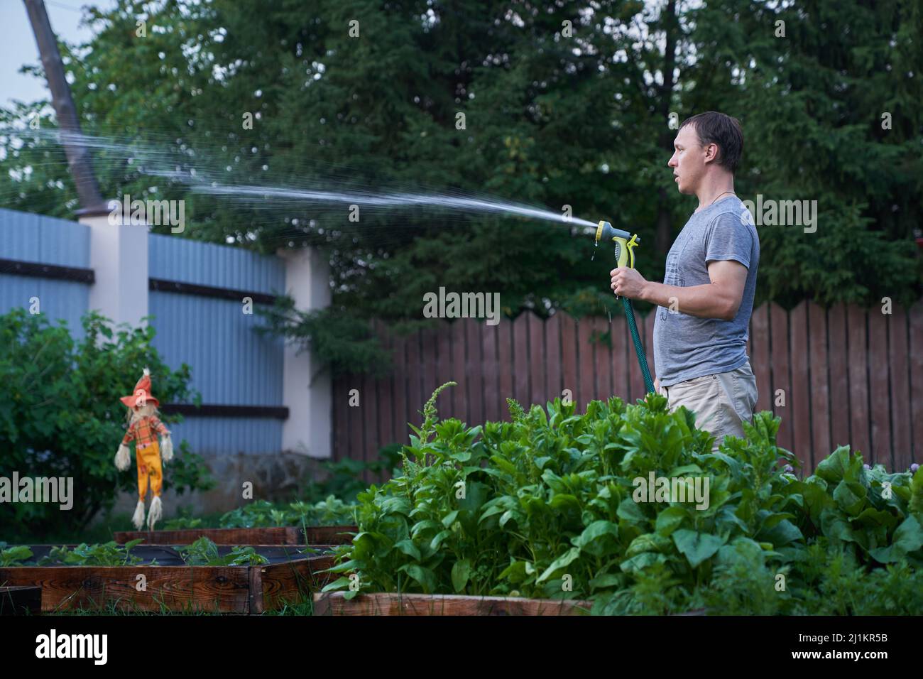 Jet spraying of water in daylight. A man is watering outdoor plants in ...