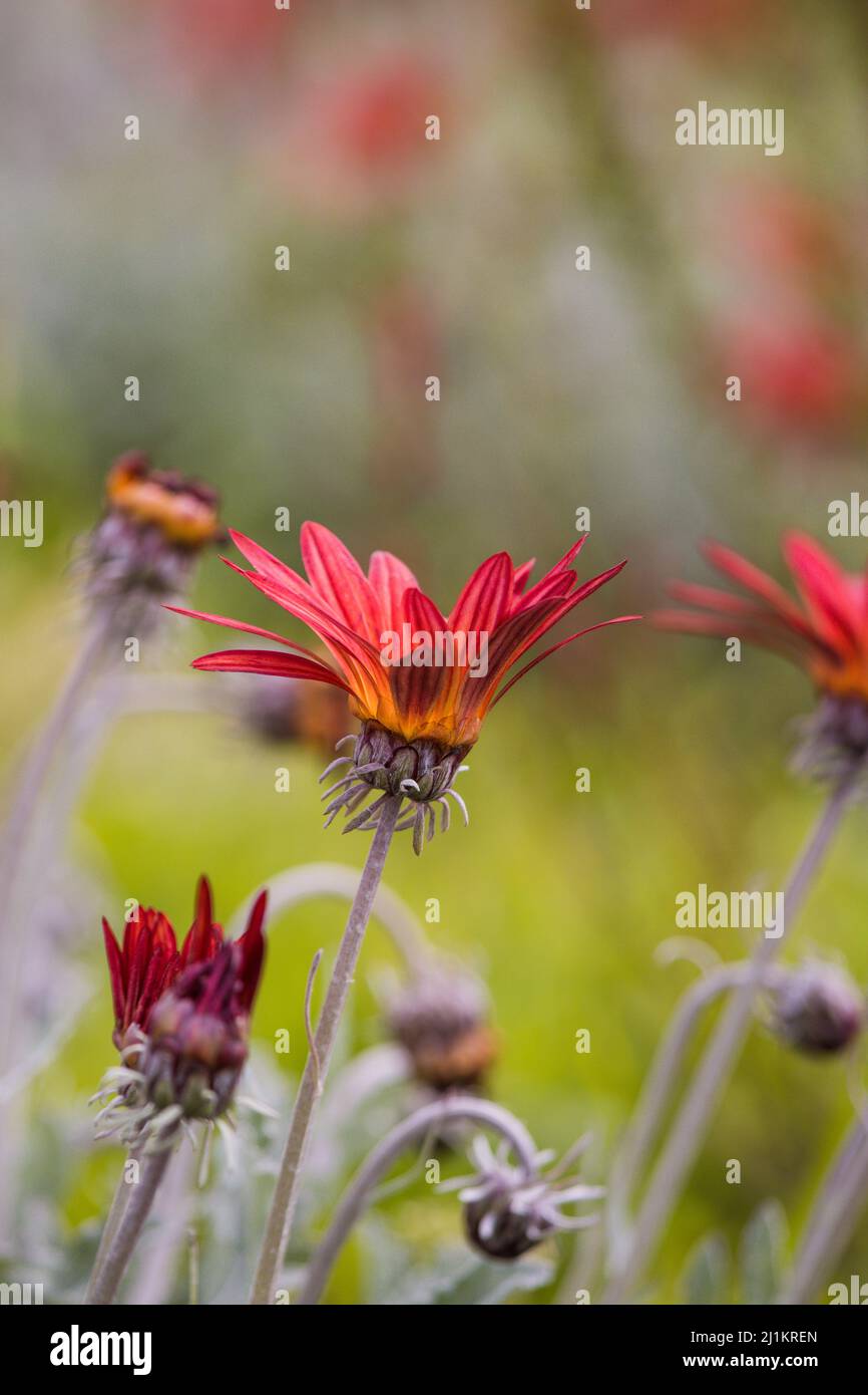 Cute flowers in spring time, colorful season, close up photograph Stock ...