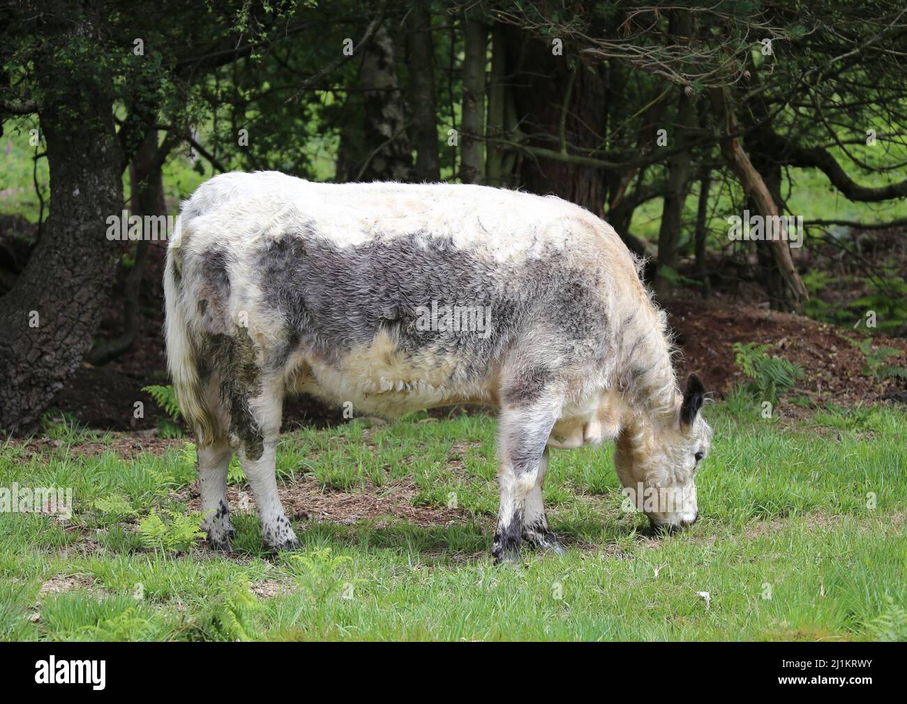 Hairy grey cow feeding in woodland Stock Photo - Alamy