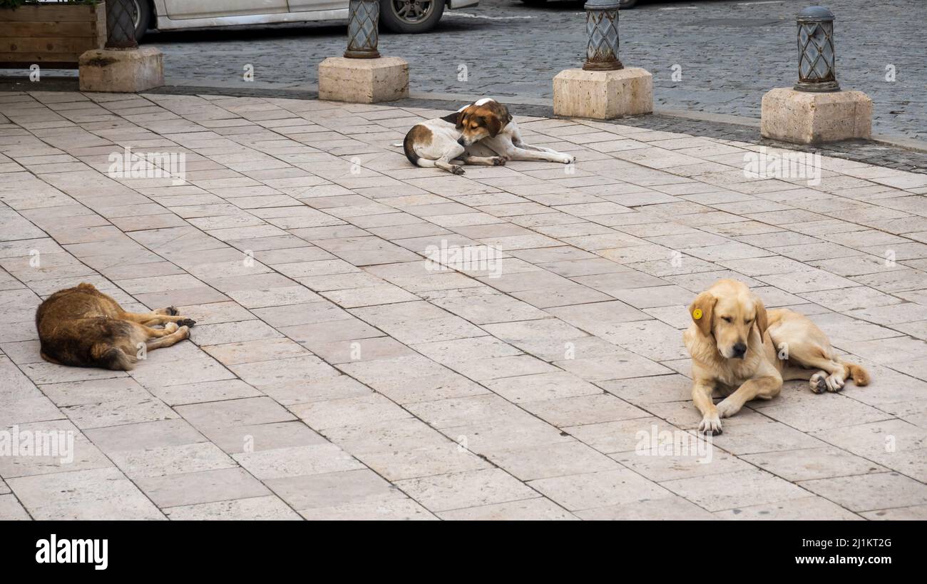 Stray dogs resting on pavement Stock Photo - Alamy
