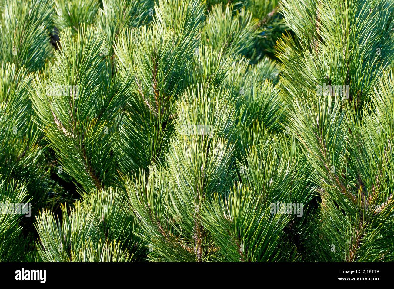 Black Pine (pinus nigra), close up of the branches of a young tree ...