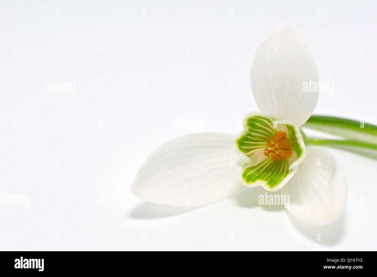 Snowdrop (galanthus nivalis), close up still life of a single open ...