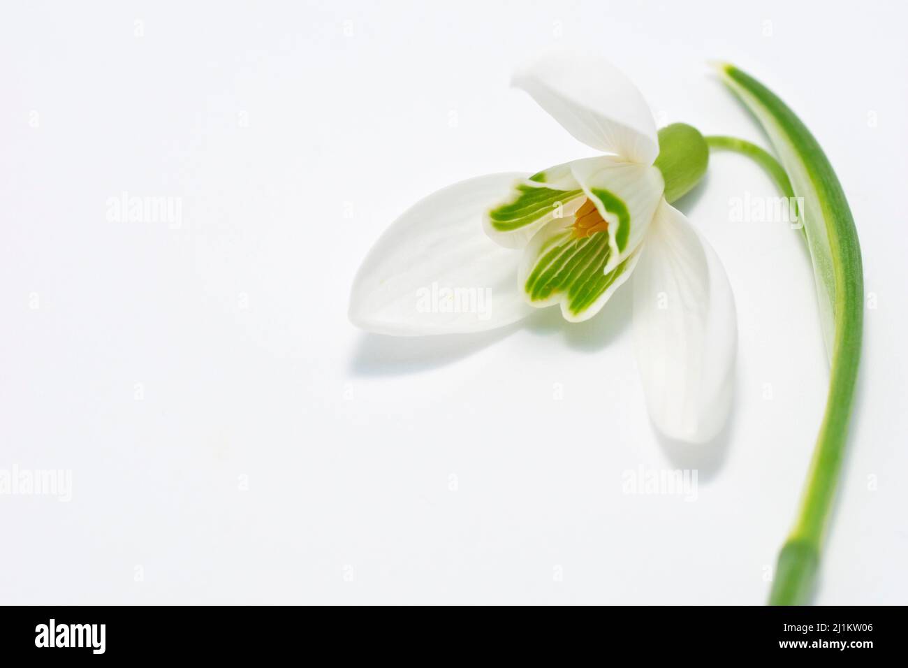 Snowdrop (galanthus nivalis), close up still life of a single open ...