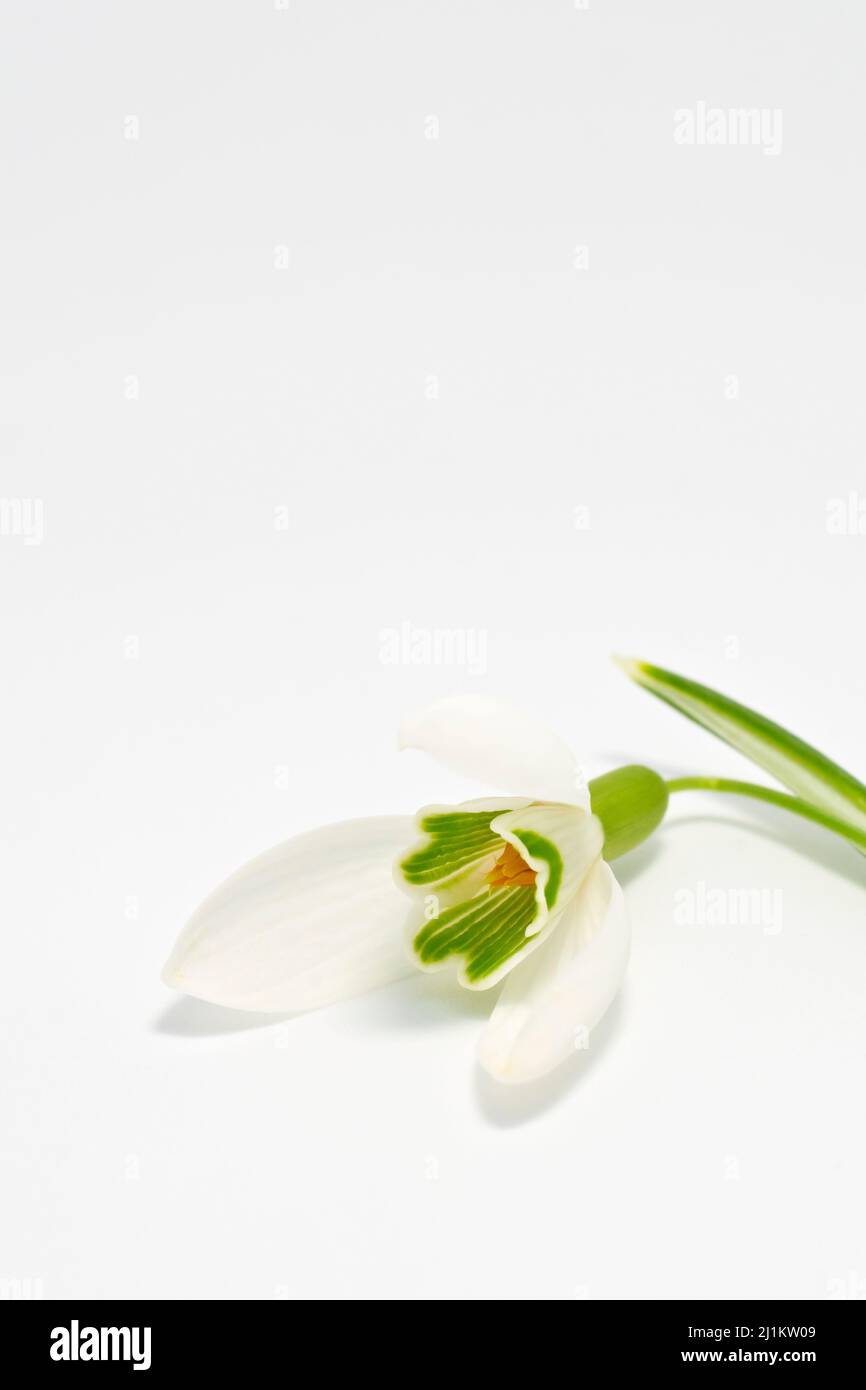 Snowdrop (galanthus nivalis), close up still life of a single open ...