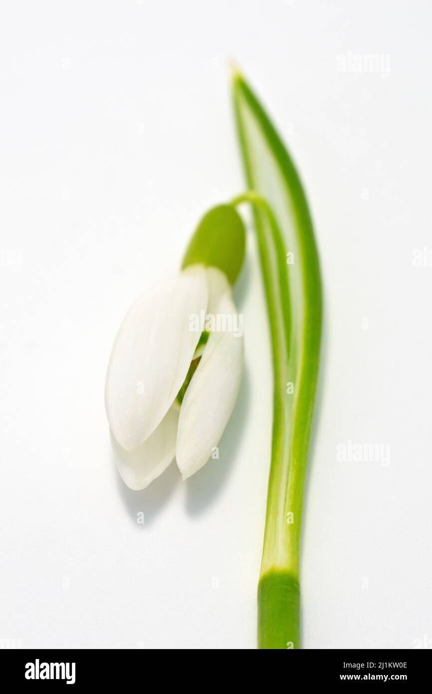 Snowdrop (galanthus nivalis), close up still life of a single unopened ...