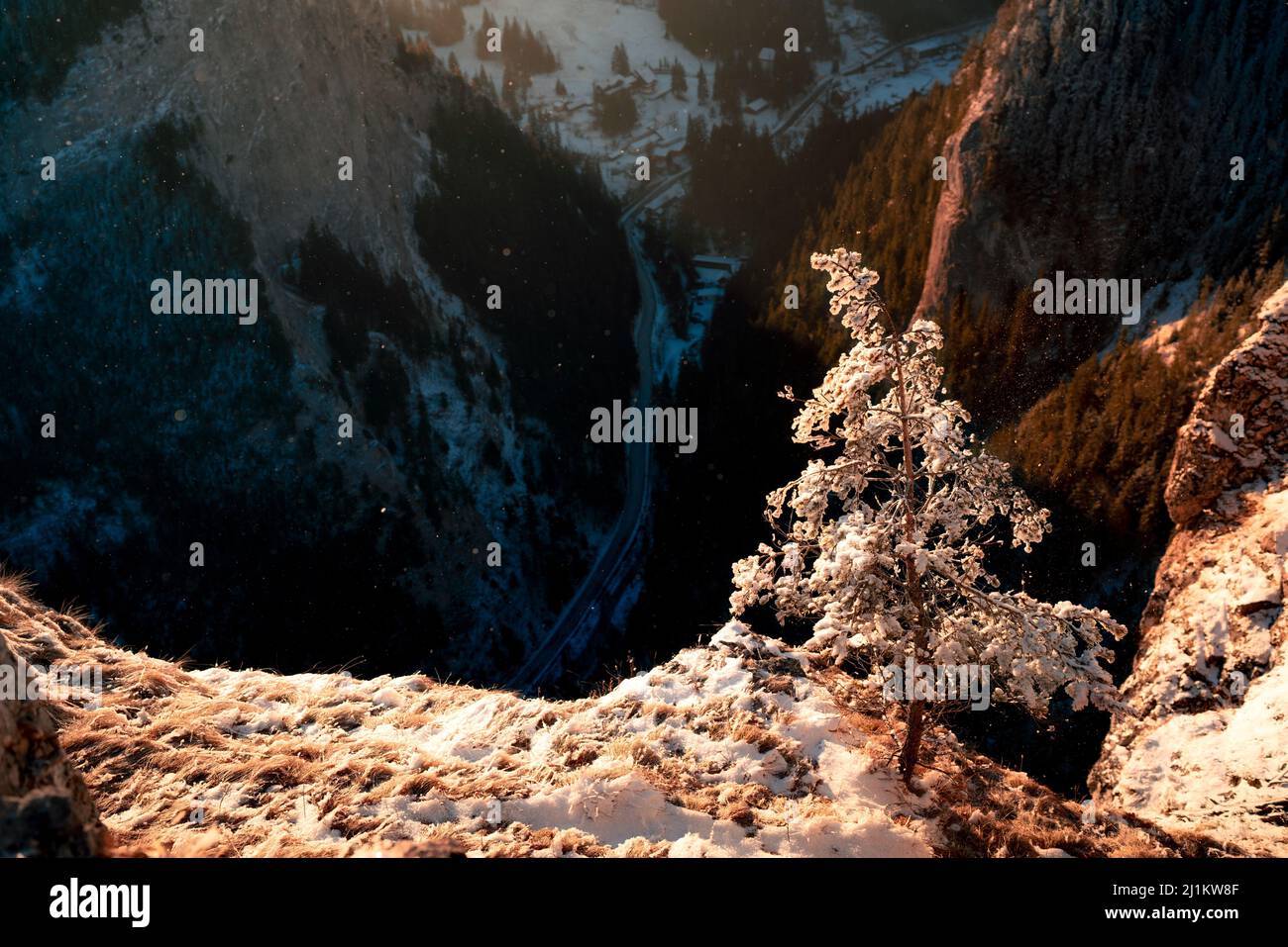 A small tree on the edge of a cliff in the winter Stock Photo - Alamy