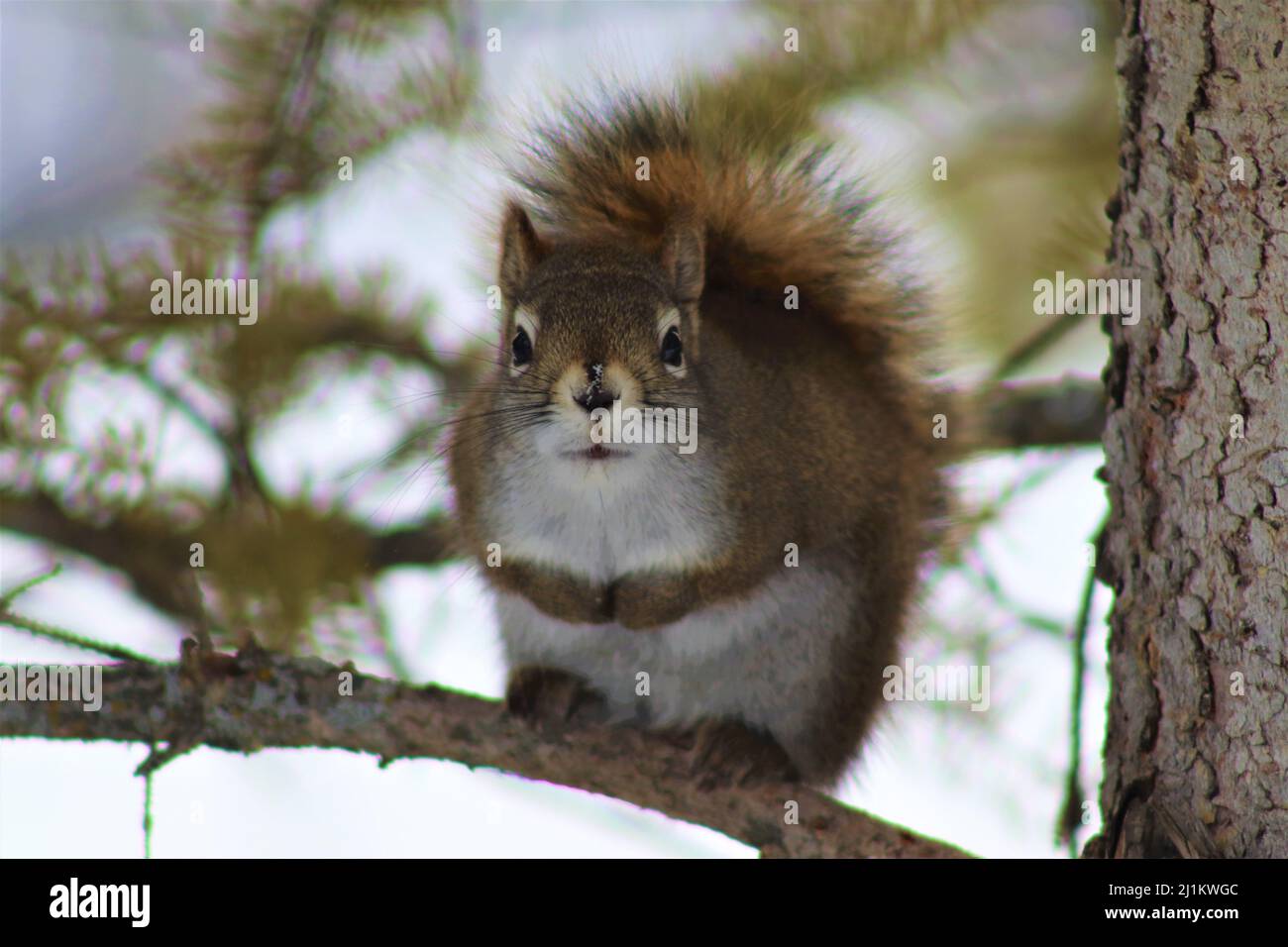Squirrel sitting in a tree Stock Photo - Alamy