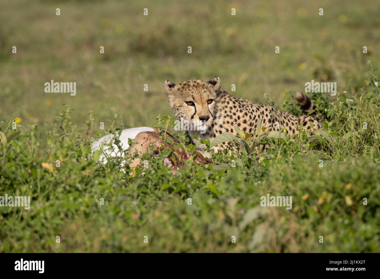 Cheetah feeding on a grant's gazelle, Tanzania Stock Photo - Alamy