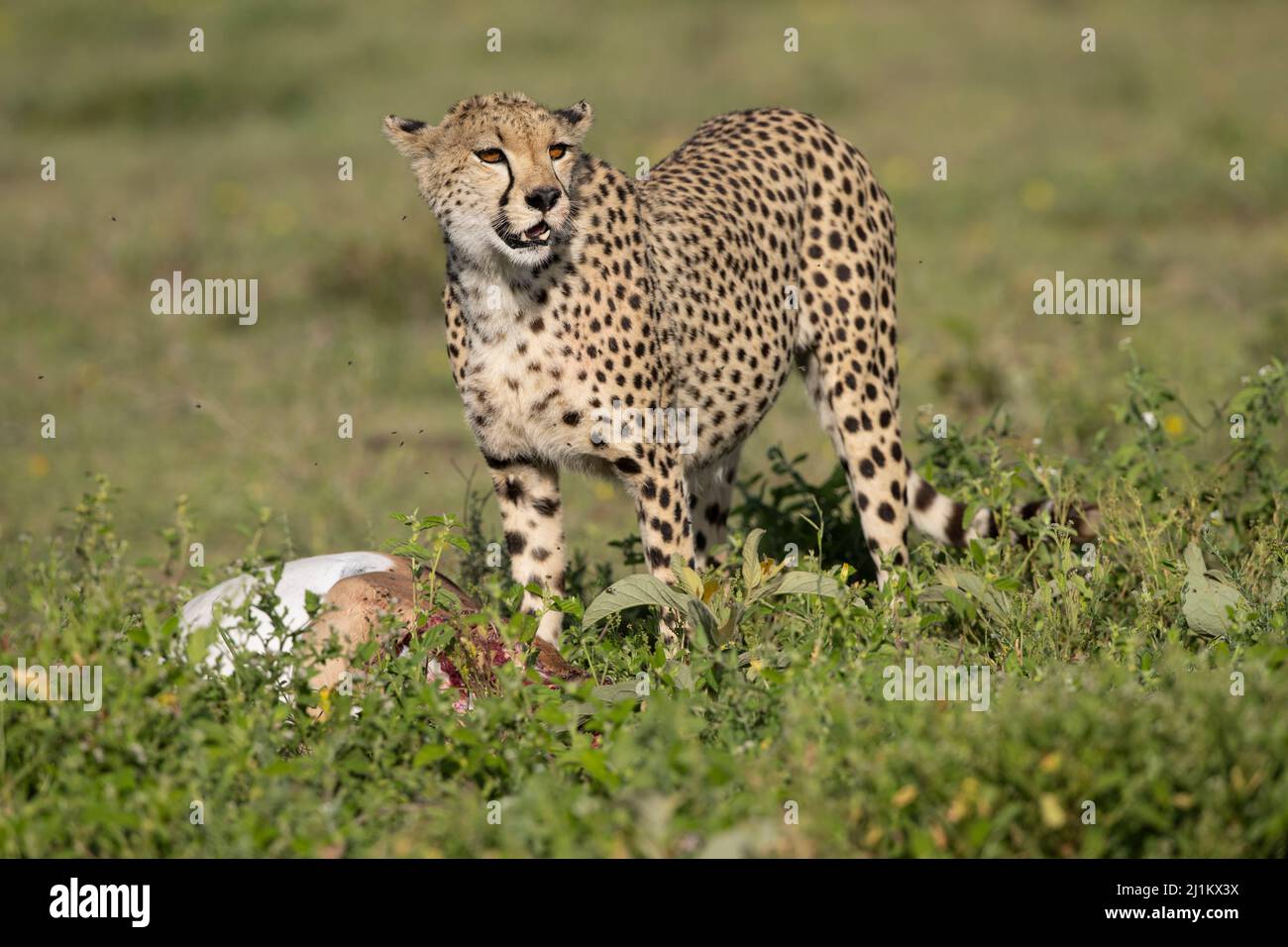 Cheetah feeding on a grant's gazelle, Tanzania Stock Photo - Alamy