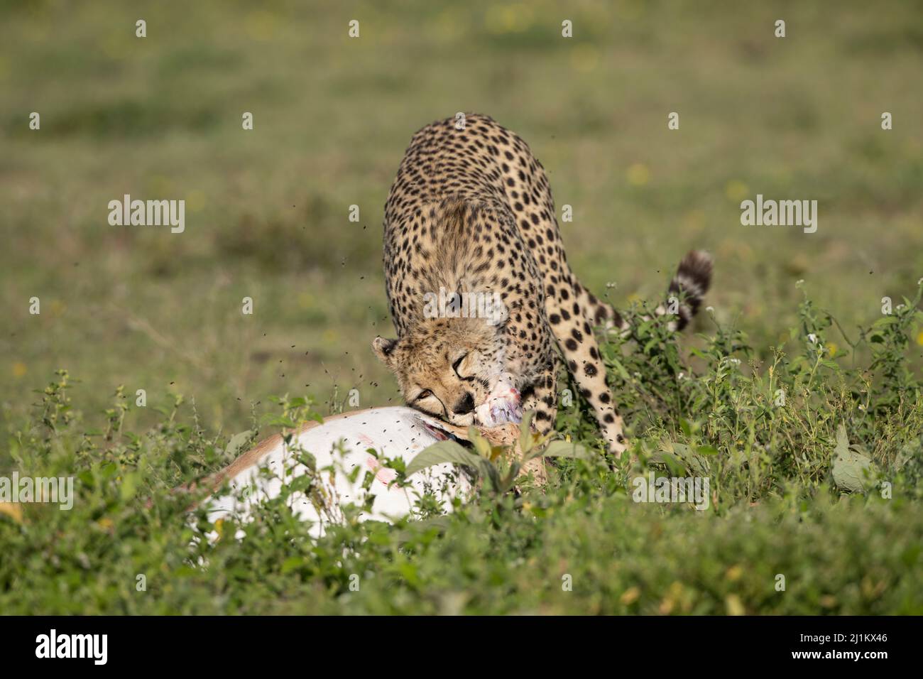 Cheetah eating gazelle hi-res stock photography and images - Alamy