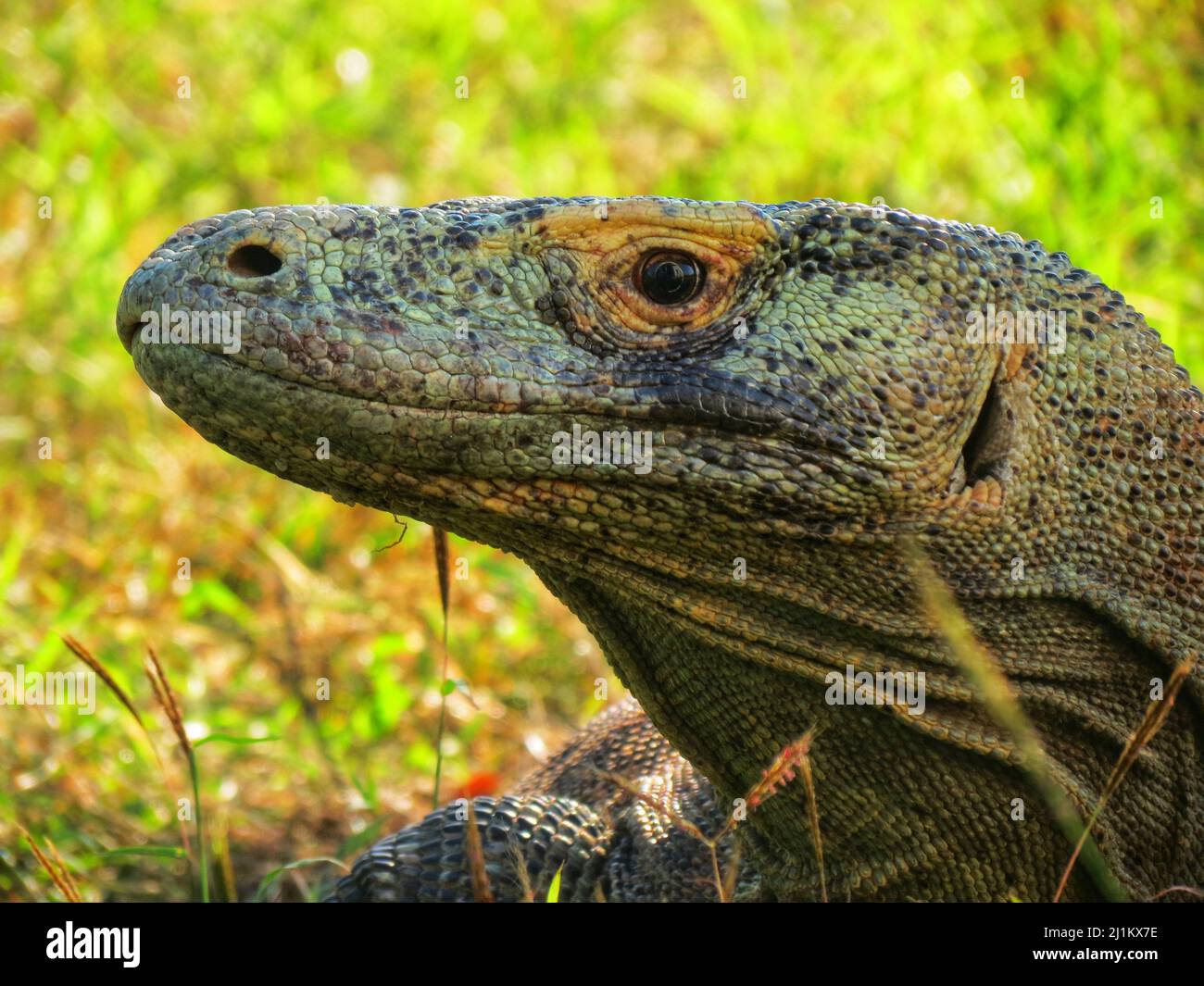 The head of a komodo dragon on a blurred background in Pota, East ...