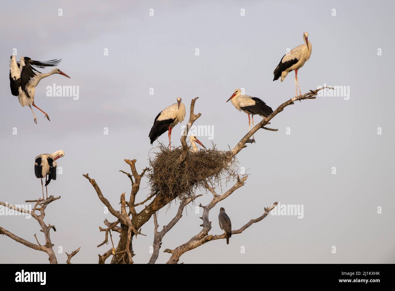 White Storks Nesting, Tanzania Stock Photo - Alamy