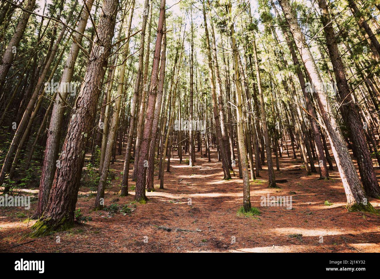 A low angle of high trees in the forest Stock Photo - Alamy