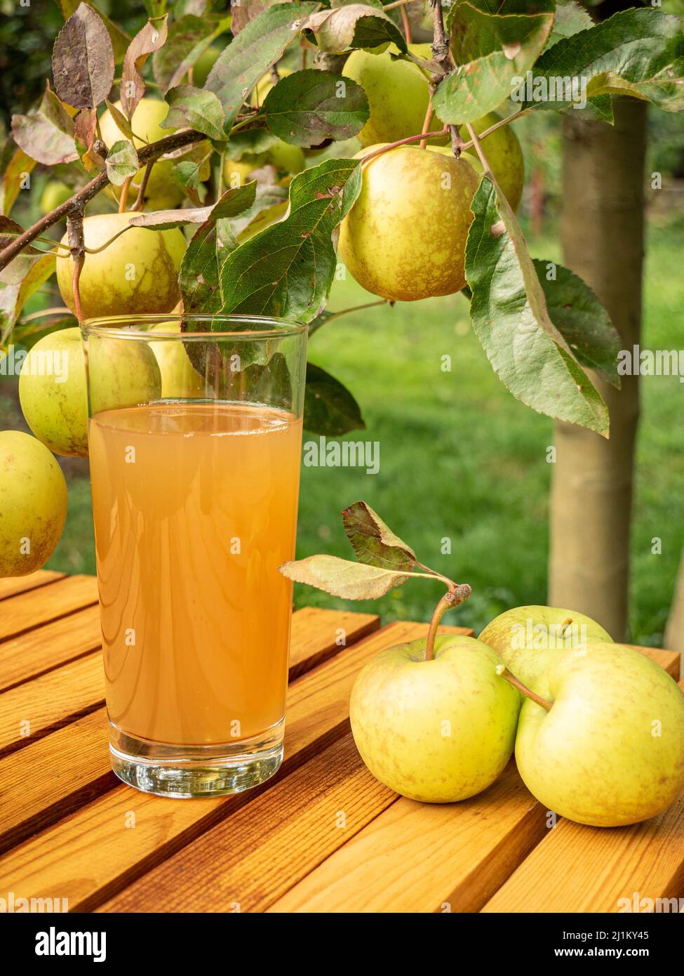 Apples orchard normandy hi-res stock photography and images - Alamy