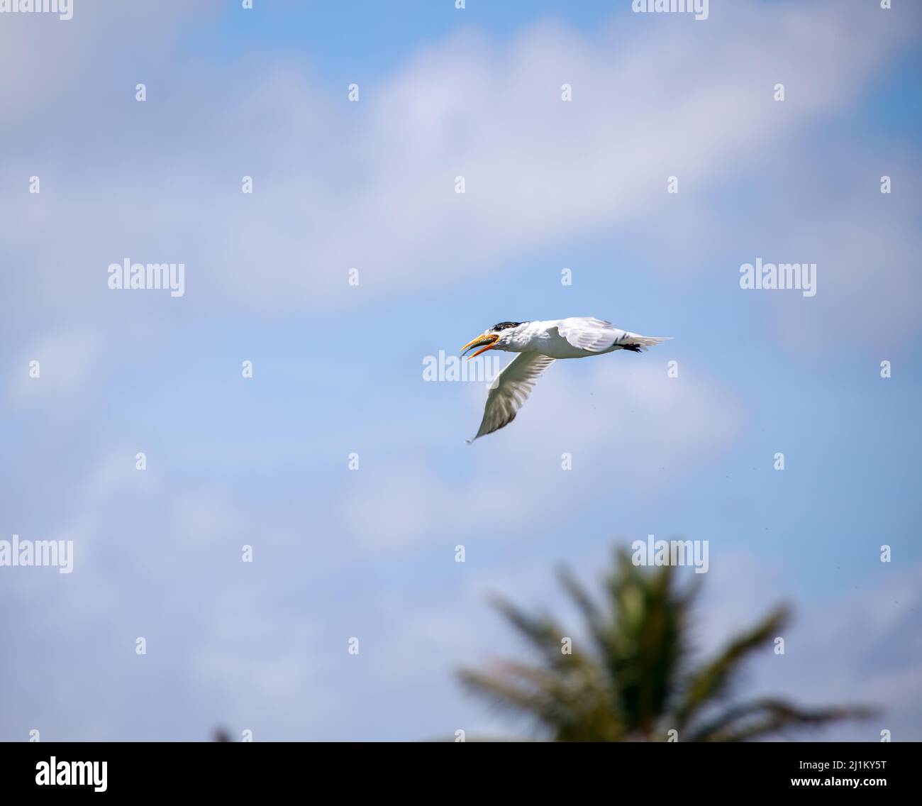 A sternidae bird flying with a hunt in its mouth on the sky background ...
