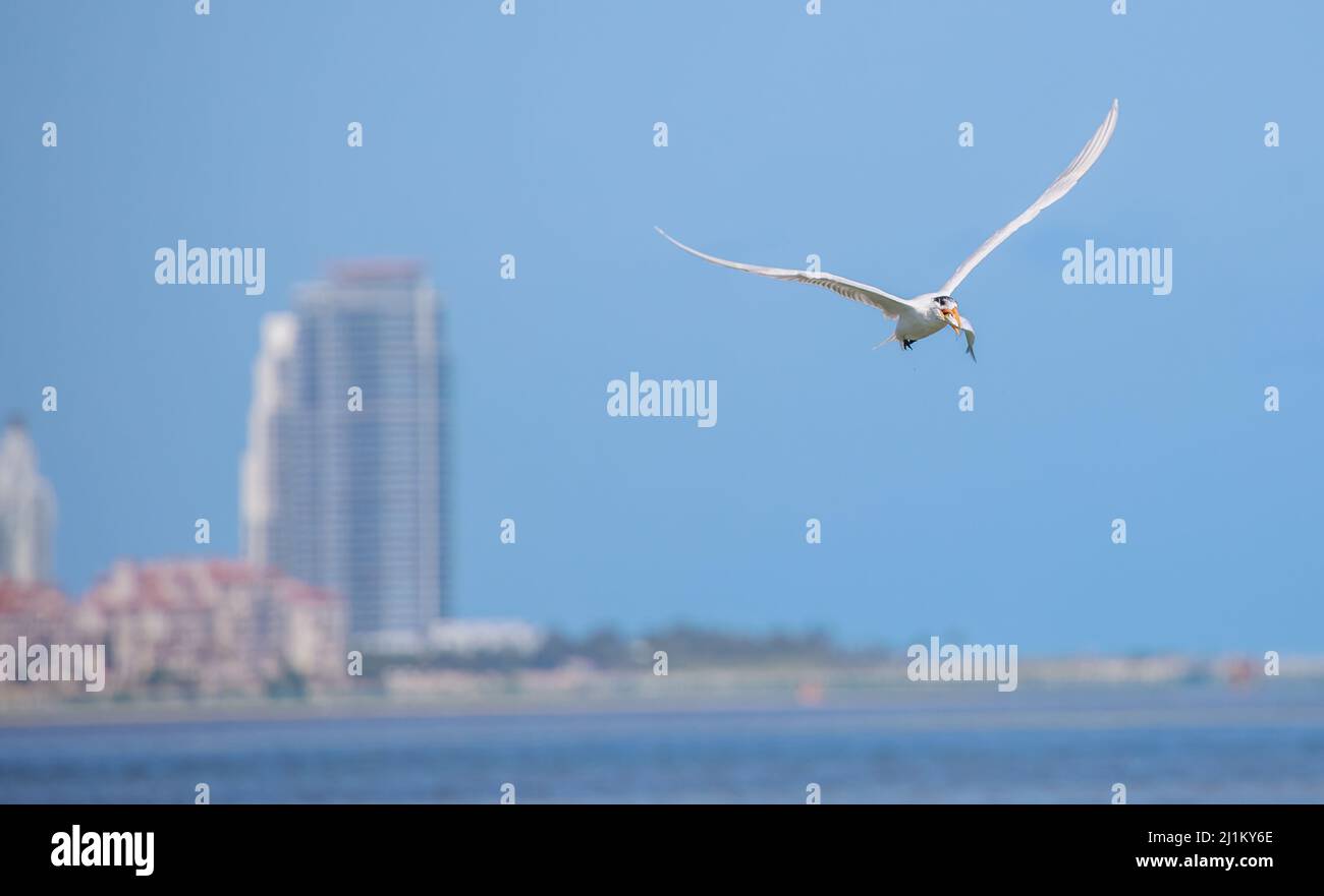 A sternidae bird flying over the water surface with a hunt in its mouth ...