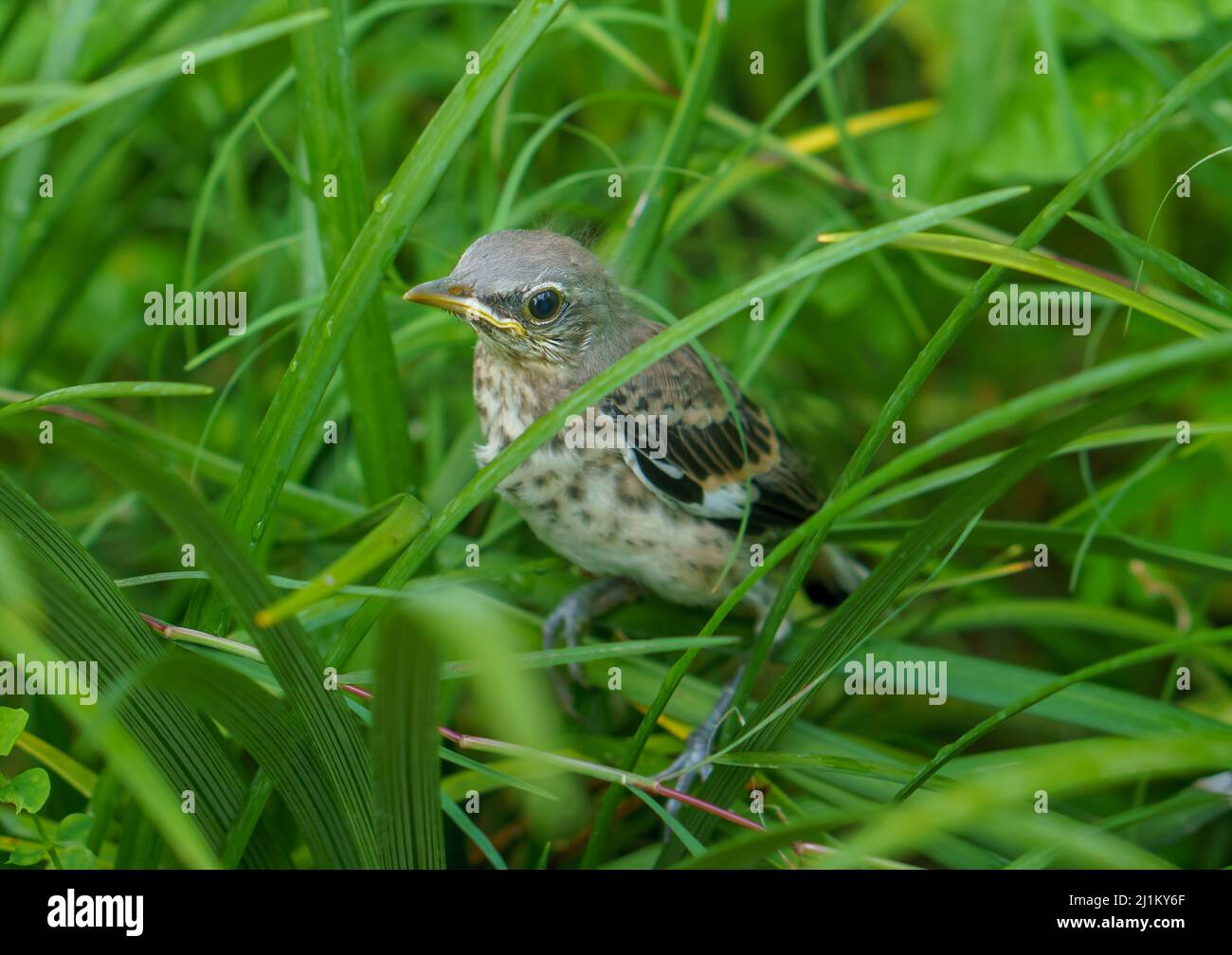 A closeup shot of a fieldfare bird in the grass Stock Photo - Alamy