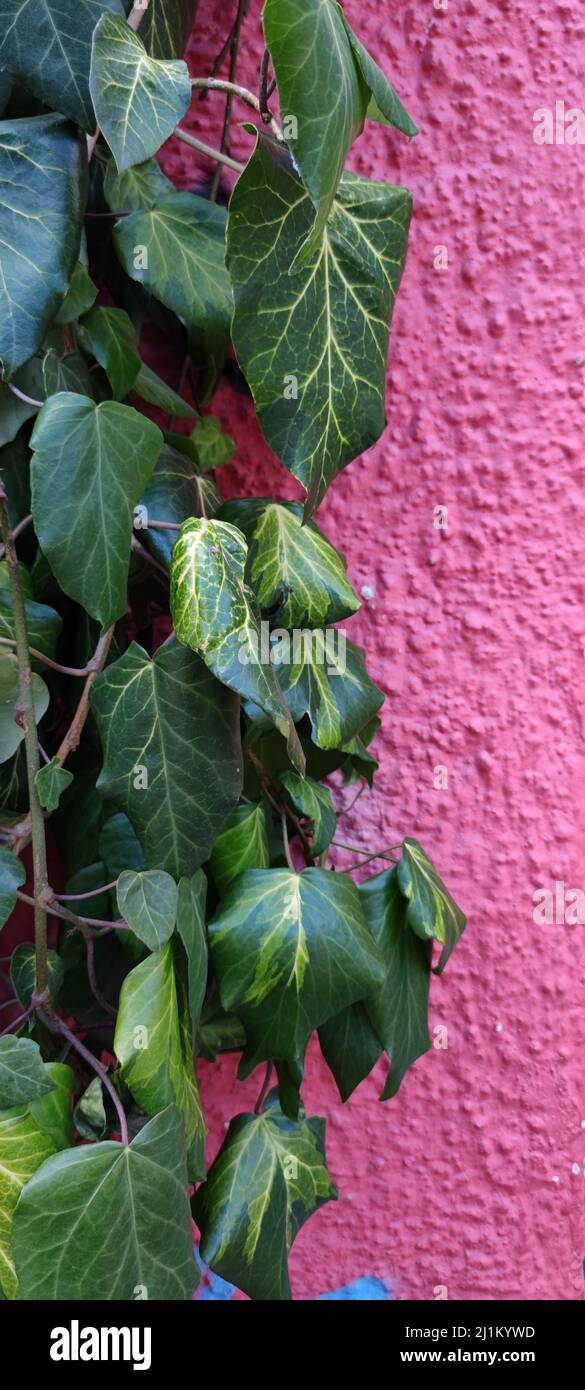 A closeup of ivy plants on a pink concrete surface Stock Photo - Alamy