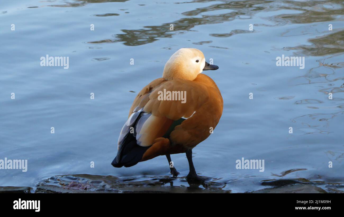 Ogar hi-res stock photography and images - Alamy