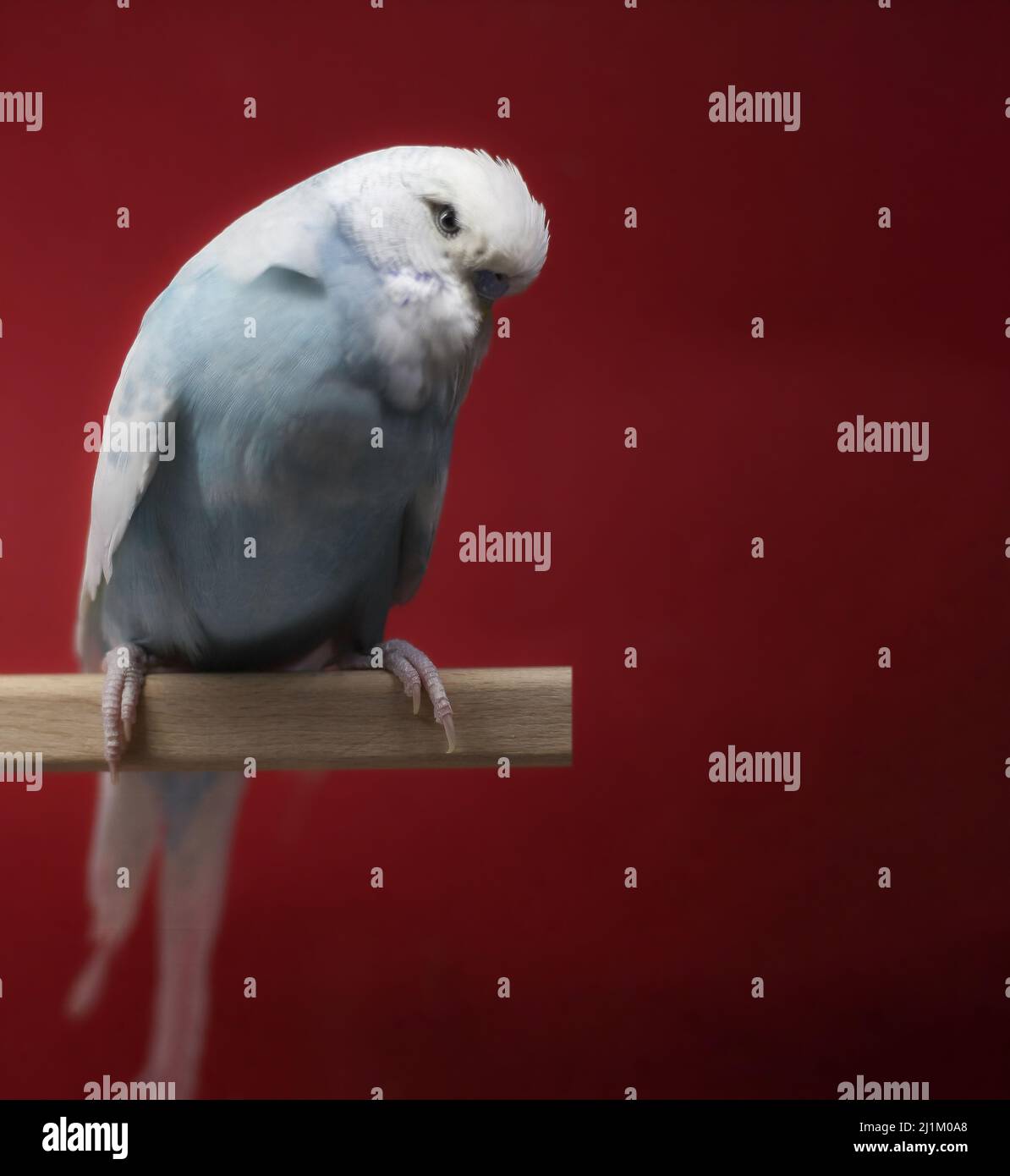 Budgie close up hi-res stock photography and images - Alamy