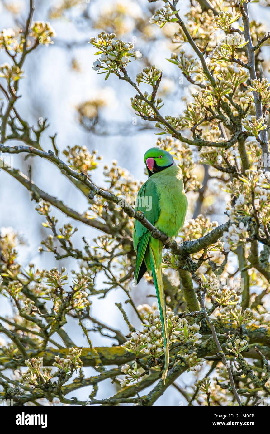 Parakeet in a cherry blossom tree Stock Photo - Alamy