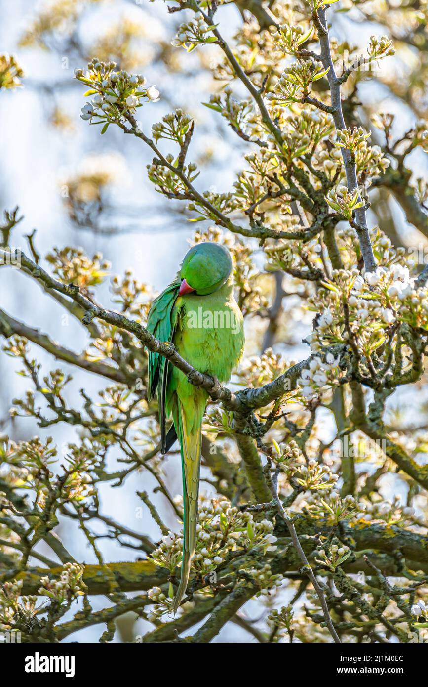 Parakeet in a cherry blossom tree Stock Photo - Alamy