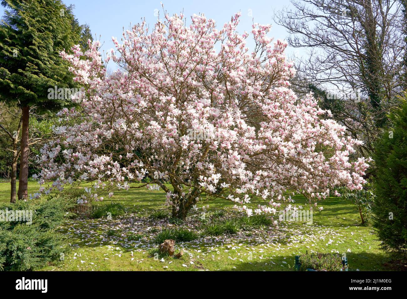 Magnolia tree full bloom hi-res stock photography and images - Alamy