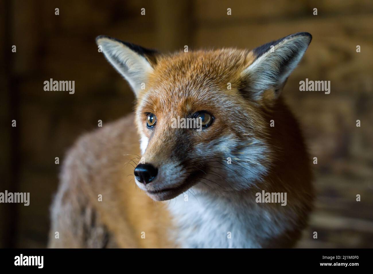 Vulpes vulpes uk screech hi-res stock photography and images - Alamy