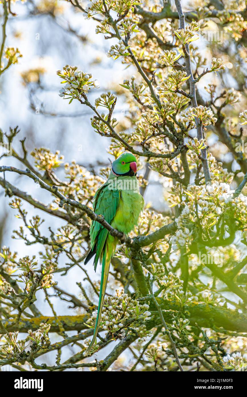 Parakeet in a cherry blossom tree Stock Photo - Alamy