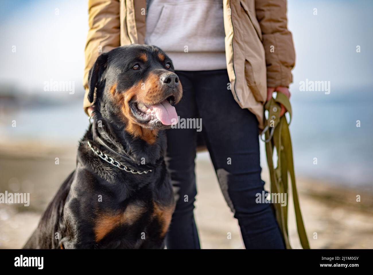 A large beautiful faithful dog of the Rottweiler breed sits near its ...