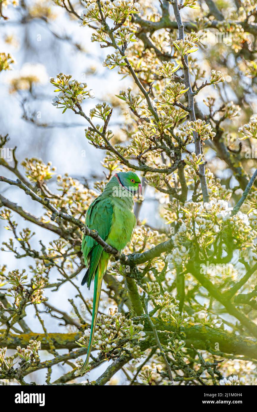 Parakeet in a cherry blossom tree Stock Photo - Alamy