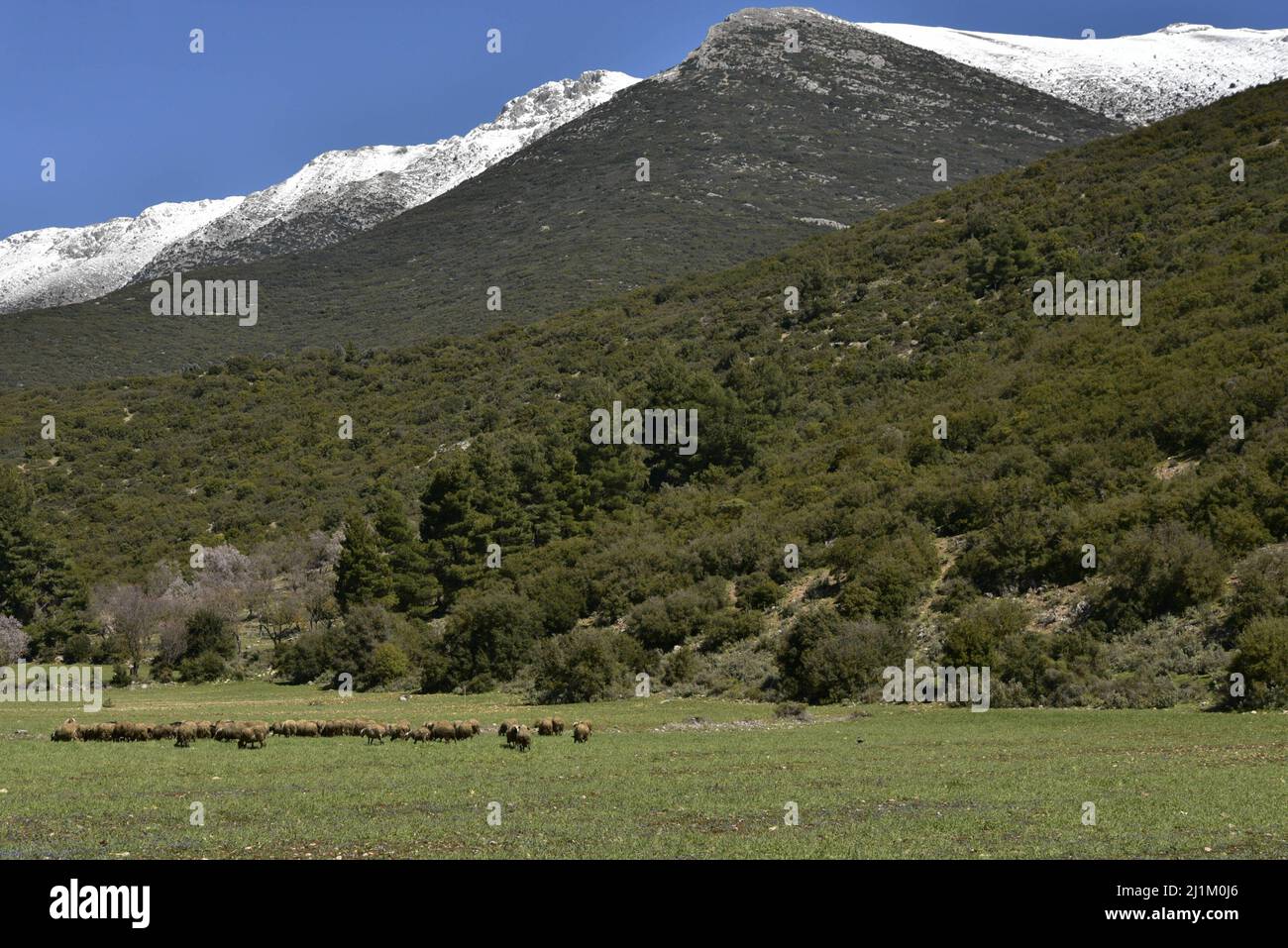 Scenic rural landscape with view of a sheep flock grazing in the ...