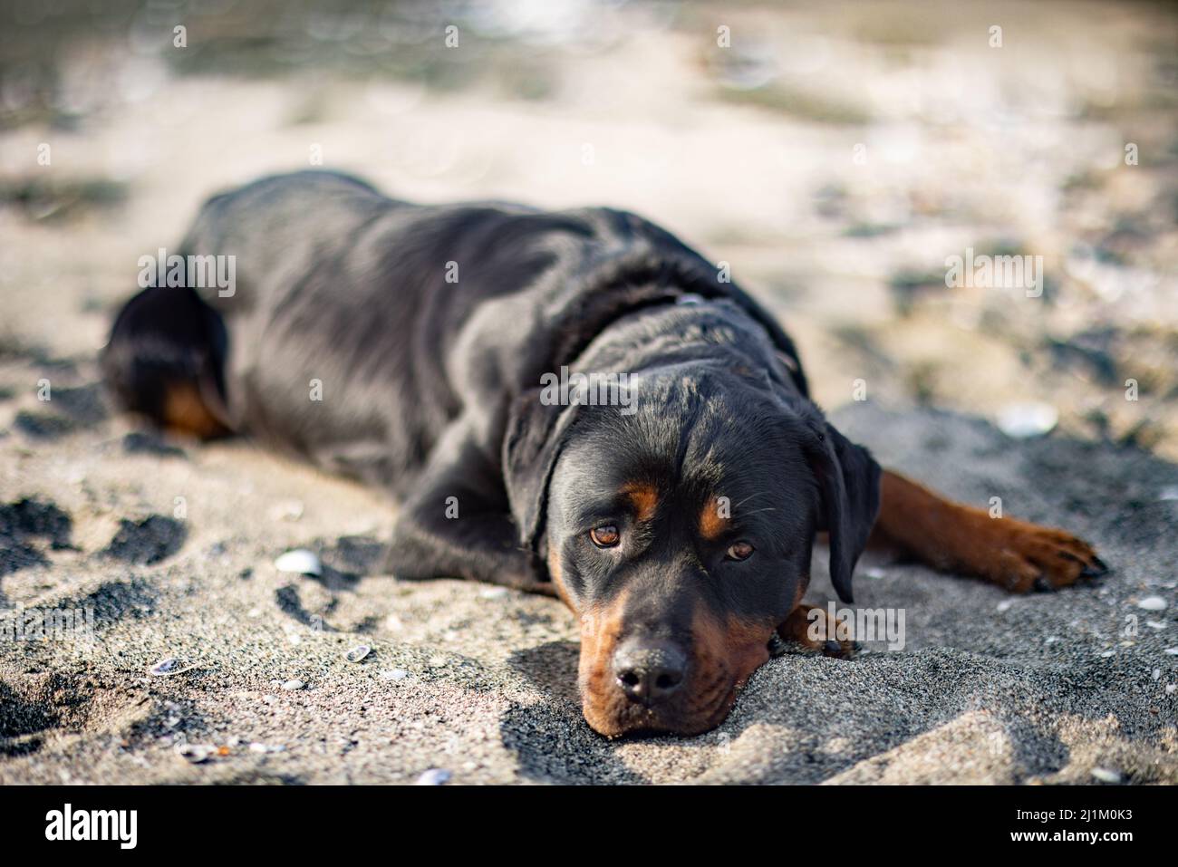 A sad beautiful attentive dog of the Rottweiler breed lies on a sandy ...