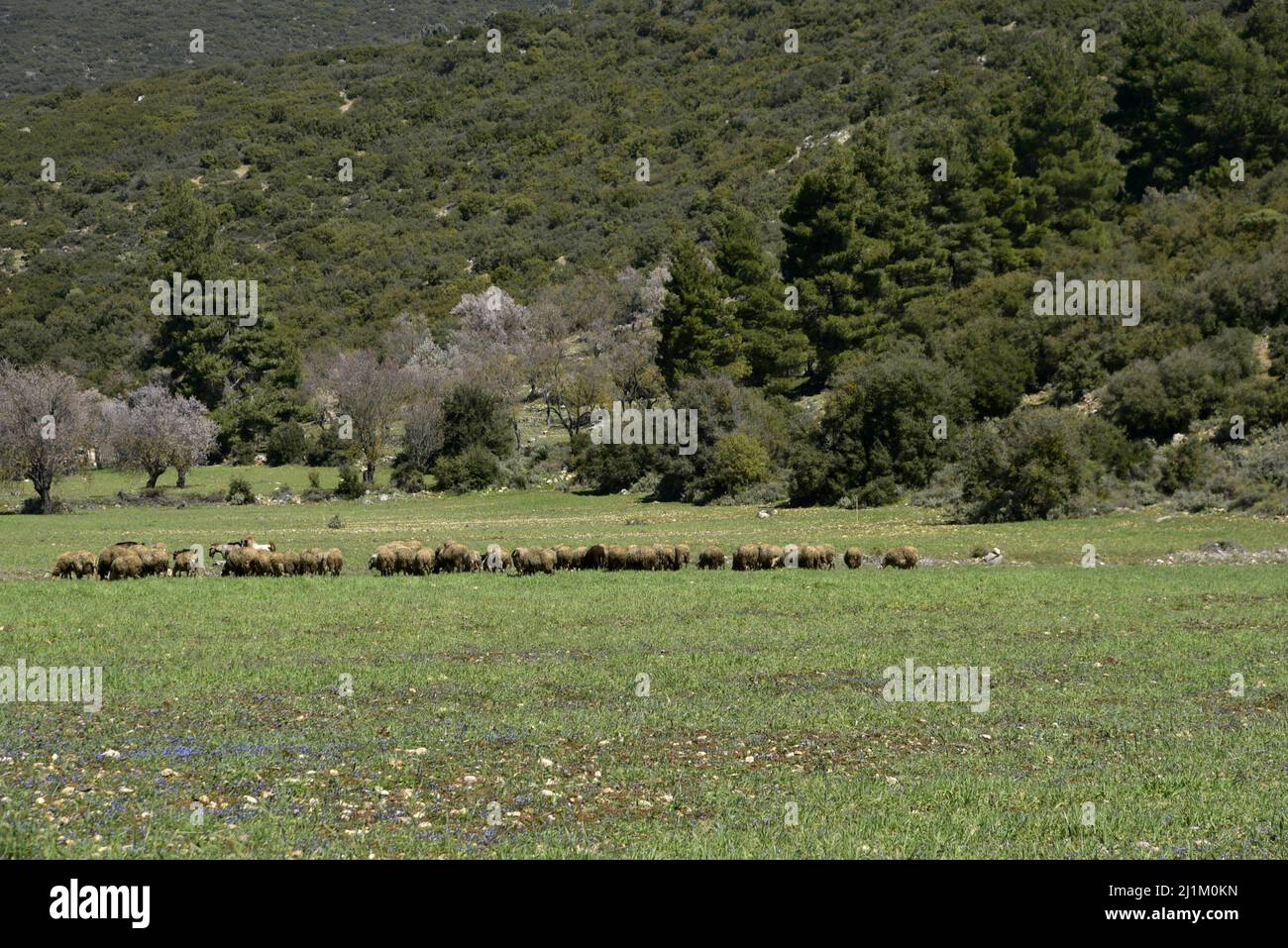 Ancient greek walls sheep hi-res stock photography and images - Alamy